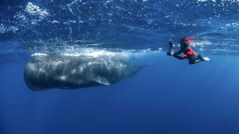 CHASING OCEAN GIANTS Streams On Discovery+ Thursday, April 29 | Seat42F