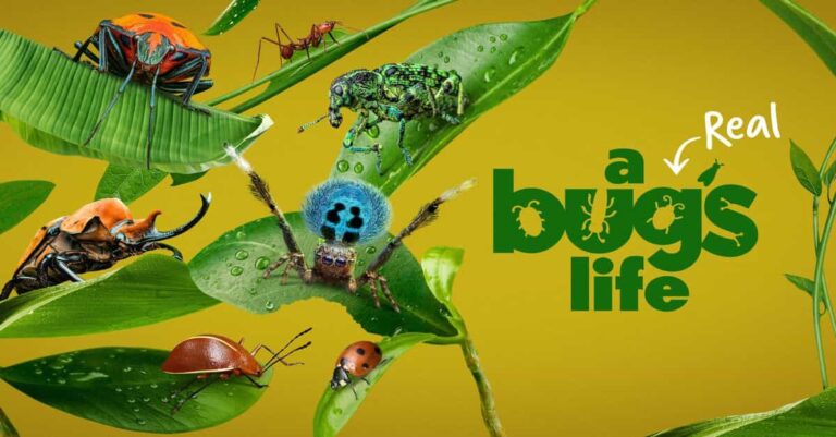 National Geographic Renews Disney+ Series A REAL BUG’S LIFE For Season ...